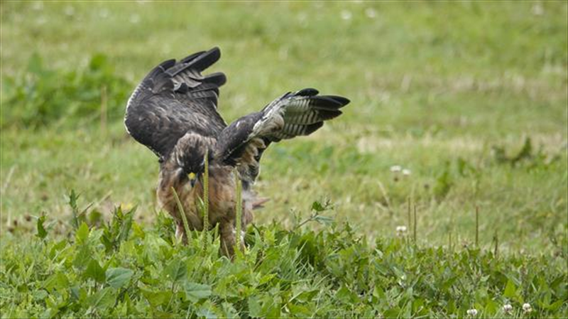 Red-Tailed Hawk vs Gopher - I Thought He Came With You