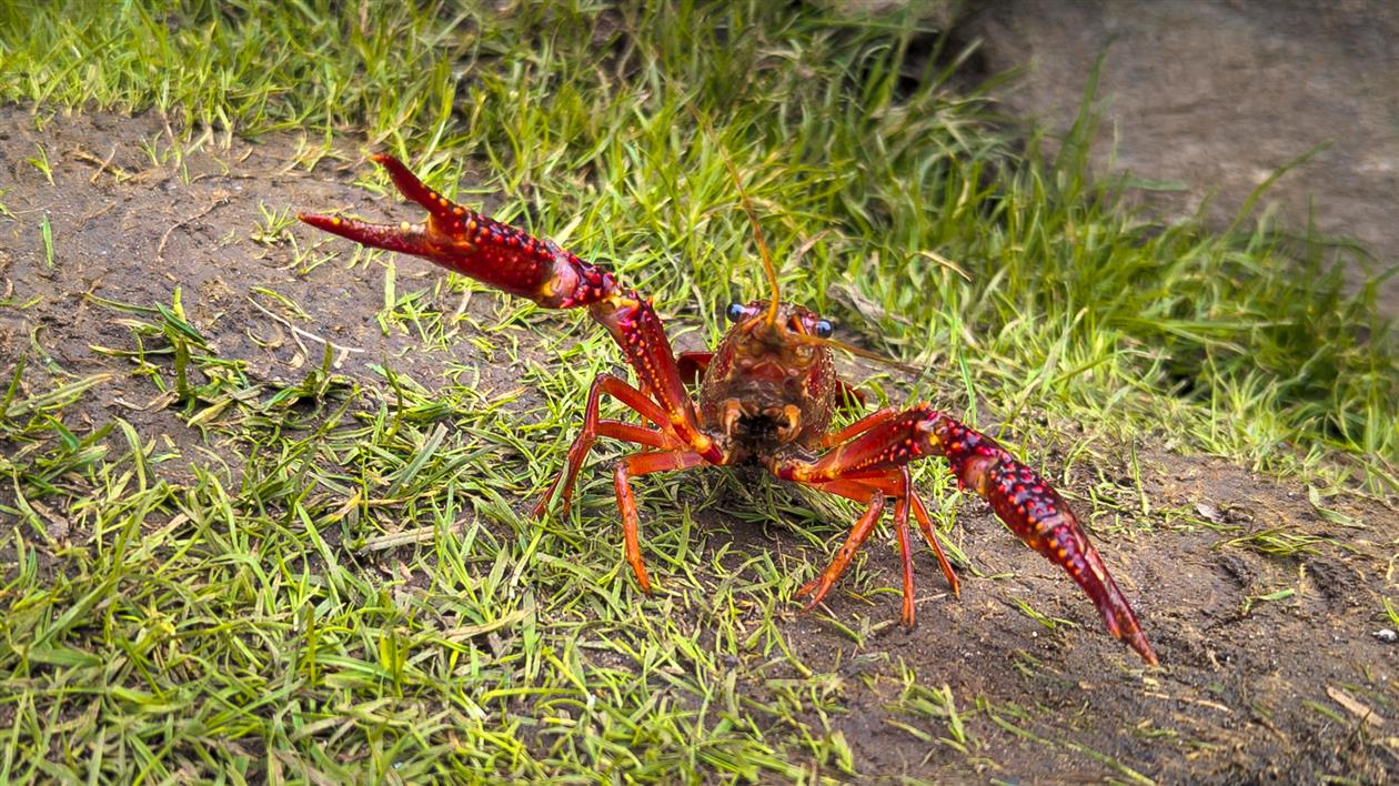Red Swamp Crayfish - I Thought He Came With You